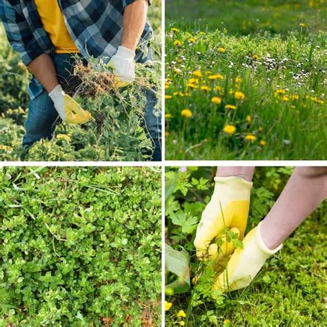 How To Control Texas Weeds In March Spring Lawn Care Tips