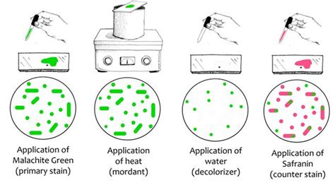 Staining Techniques Archives Online Microbiology Notes