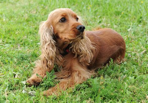 Cocker Spaniel Dog Breed Info Stats Photos And Videos Petcare