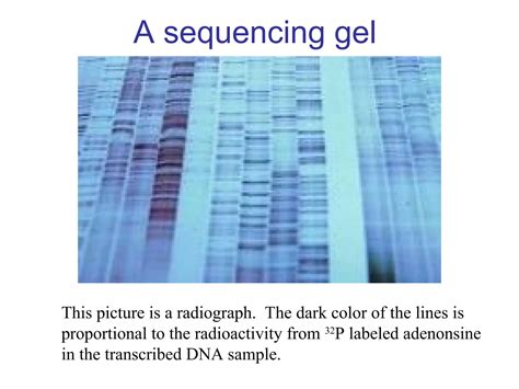Dna Sequencingppt Ppt