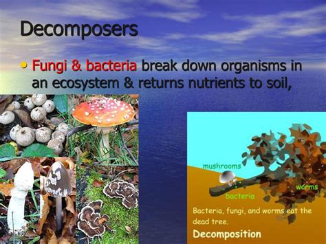 Environmental Science Ppt Download