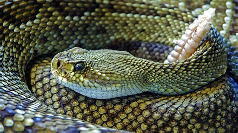 El Gran Misterio Evolutivo De Las Serpientes De Cascabel