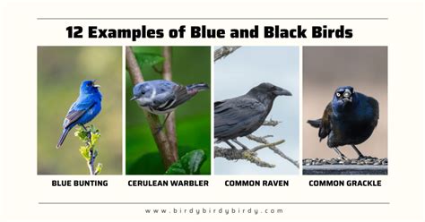 Discover 12 Striking Examples Of Blue And Black Birds Photo Id