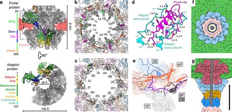 Portal And Adaptor Complexes A Side And Bottom Views Of Portal And Download Scientific Diagram