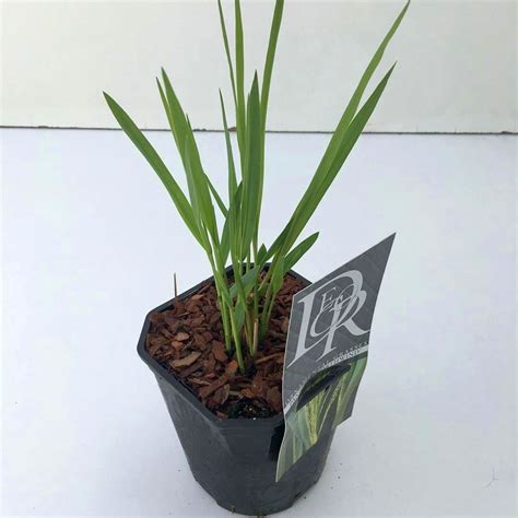 Switch Grass Northwind Vrtni Center Moga Switch Grass Northwind Vrtni Center Moga