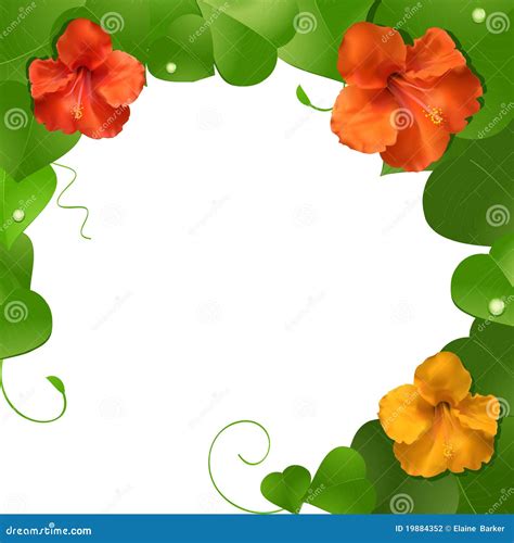 Hibiscus Flowers And Leaf Border Stock Vector Illustration Of Nature