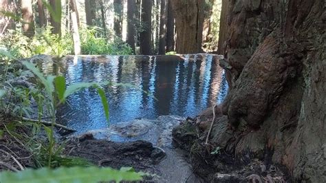 Pogonip Koi Pond Santa Cruz California Youtube