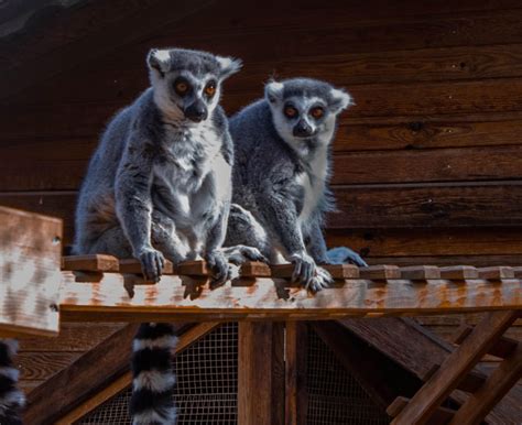 Cute Lemurs Oc Ranimalporn