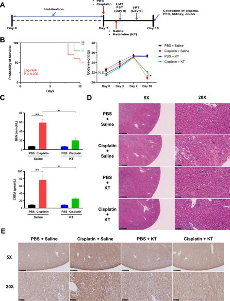 氯胺酮减轻顺铂诱导的急性肾损伤小鼠的肾损伤和抑郁样行为 Translational Psychiatry X Mol