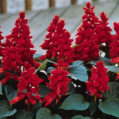 Salvia Vista Red Colourful Flowering Bedding Garden Plants For Sale 6