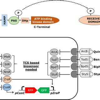 A Domain Structure Of Bacterial Two Component Regulatory Systems