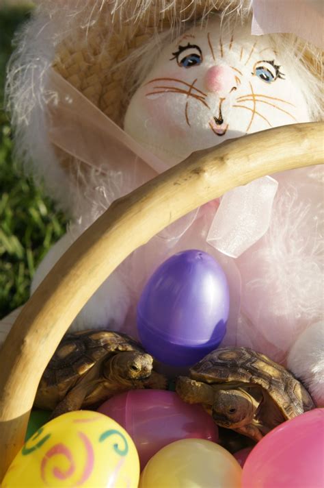 Easter Turtle Surprise