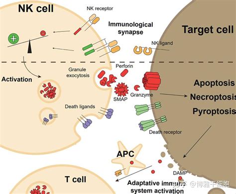 盘点nk细胞在不同疾病中发挥的作用（癌症、病毒感染、糖尿病等） 知乎