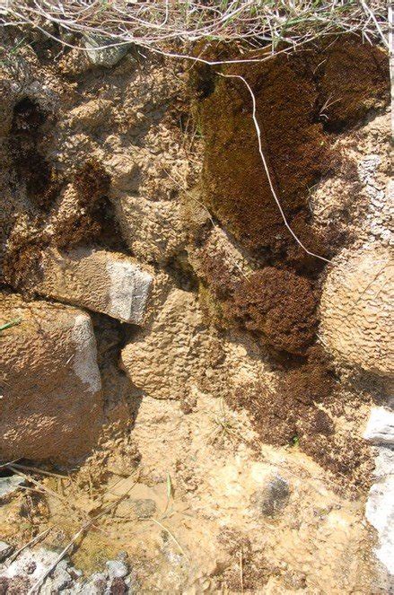 Habitat Fossitt Habitats — Foss Environmental Consulting