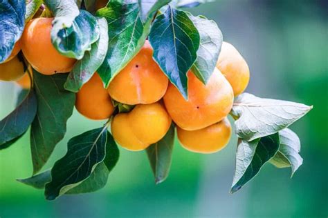 Persimmon Tree Flowers Beauty Pollination And Fruit Minneopa Orchards