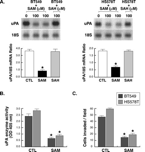 Effects Of Adomet Sam On Upa Expression In The Invasive Bt549 And