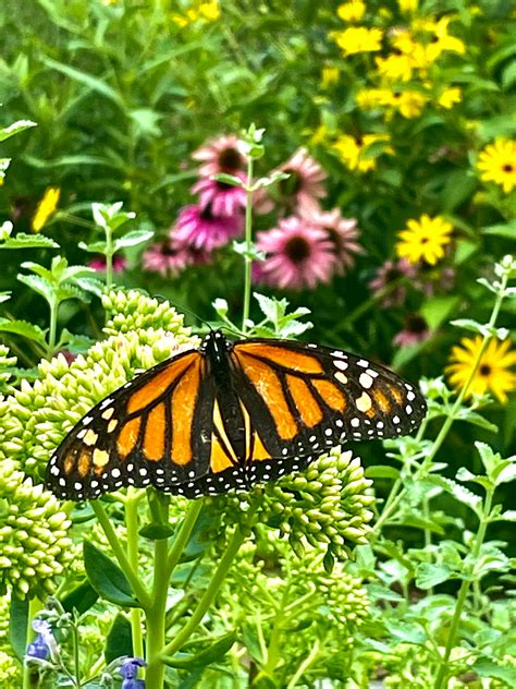 Monarchbutterflyonflower Photos Download The Best Free Monarch