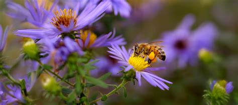 Protecting Pollinators Why Bees Matter To Our Ecosystem B Trace