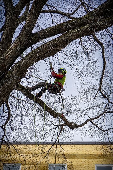 Pruning Neighbourstree