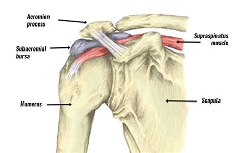Subacromial Space Anatomy