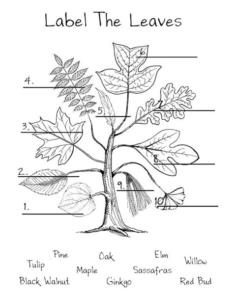 Leaf Anatomy Coloring Key Coloring Pages