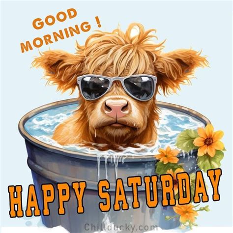 Cute Good Morning Quotes Funny Highland Cow Pictures
