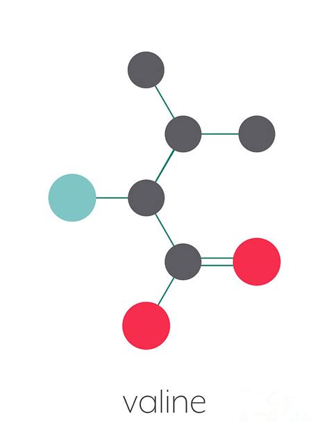 Valine Structural Formula
