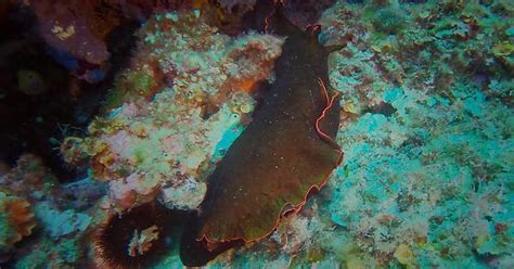 Scuba Diving Assortment Album On Imgur