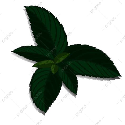 Spearmint Clipart Png Images Spearmint Green Leaf Mint Vector Flat
