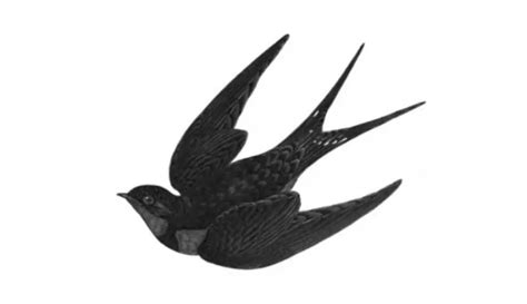 Ditipu Rekanan Bisnis Bos Walet Di Sampit Rugi Ratusan Juta Prokal