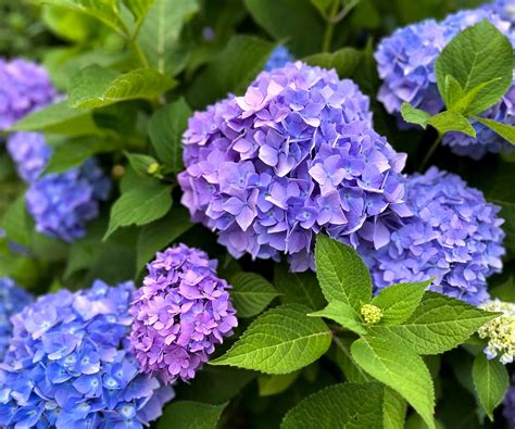 5 Hydrangea Myths Debunked By Experts And What You