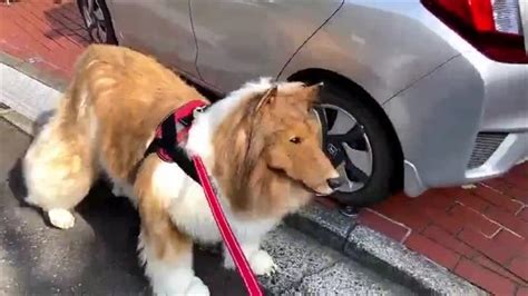 مرد ژاپنی با یک لباس 12 هزار پوندی خودش را تبدیل به سگ کرد نماشا