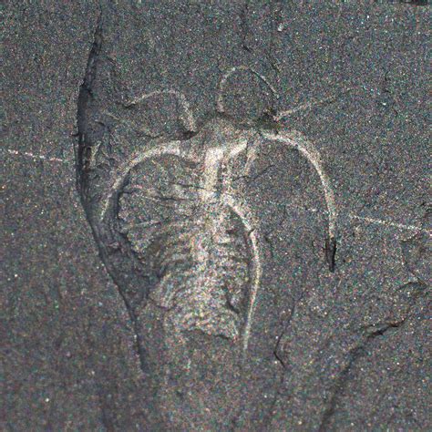 Iconic Burgess Shale Arthropod Marrella Splendens The Natural Canvas