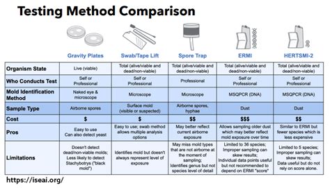 When Mould Strikes Understanding The Risks And Taking Action