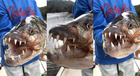 Encountering The Predatory Tiger Fish Africas Most Terrifying Hunter