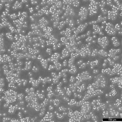 Mouse Cell Lines 1000 Cell Lines Authenticated And Tested For Contaminations