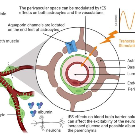 Figure Transcranial Electrical Stimulation Can Acutely Modulate