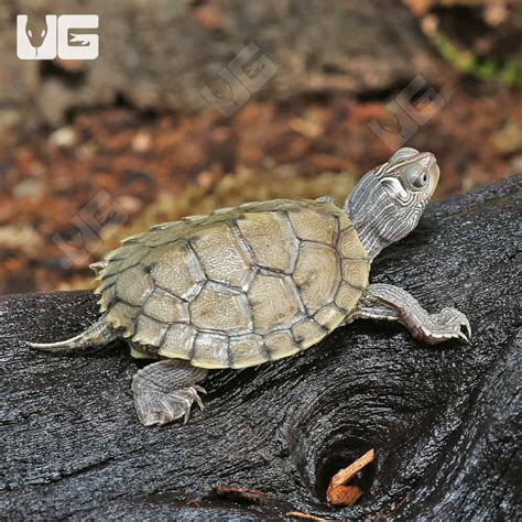 False Map Turtle False Map Turtle From Above Turn 10 Inch