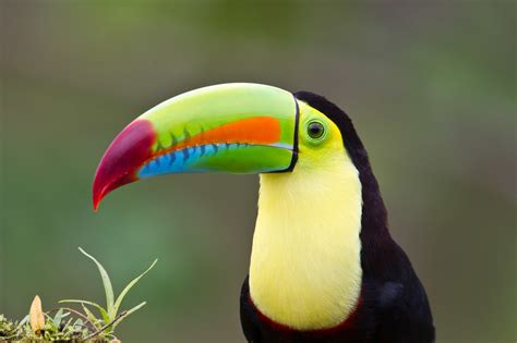 Toucans Great Guide · Inaturalist
