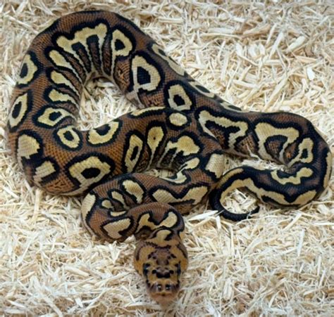 Pompeii Ball Python By Rustys Balls