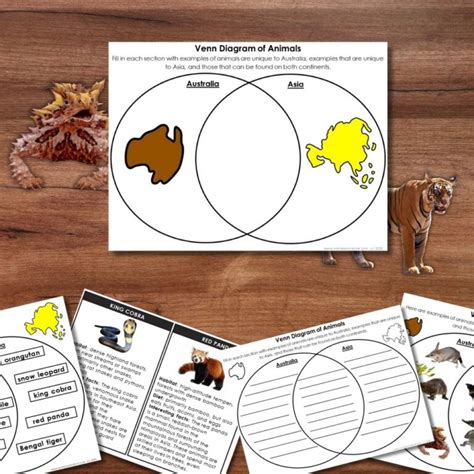 Kangaroo Life Cycle Parts Of A Kangaroo Printables And Activities