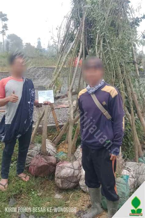 15 Pohon Liang Liu Ke Wonosobo Jateng Tunas Penghijauan