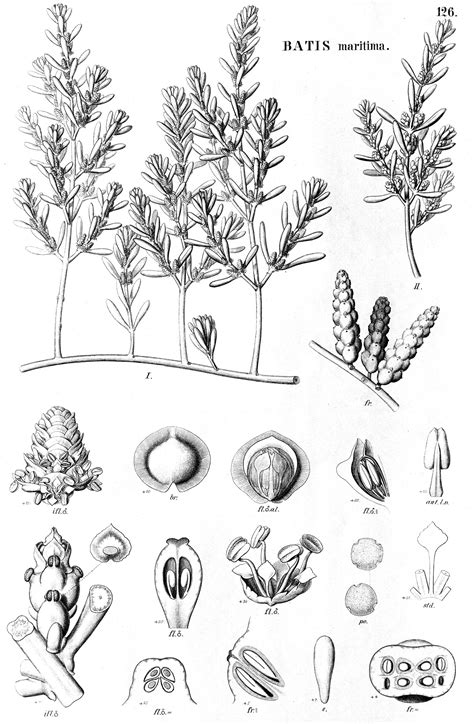 Angiosperm Families Batidaceae Mart Ex Meissn