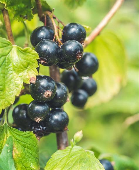 Premium Black Currant Plants For Flavorful Berries Raintree Nursery