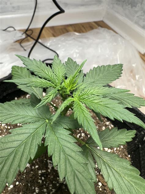 Tangiematic Showing Sex Will This Plant Get Larger Or Is This A Mini