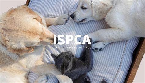 Ispca Website Redesign For Leading Animal Charity 2024