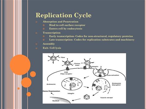 Ppt Adenovirus As A Vector In Gene Therapy And Vaccines Powerpoint