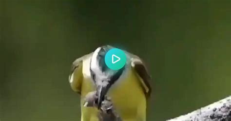 Great Kiskadee With Lunch These Boisterous Birds — Both In Attitude And Color — Are Wide