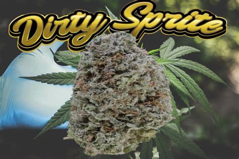 Dirty Sprite Strain Is Here But Should You Buy It