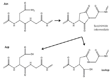 Schematic Of Asparagine Deamidation Via Succinimide Intermediate To